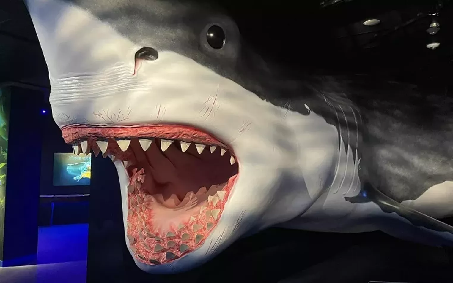 Sharks! Opens at Houston Museum of Natural Science | Houston Press